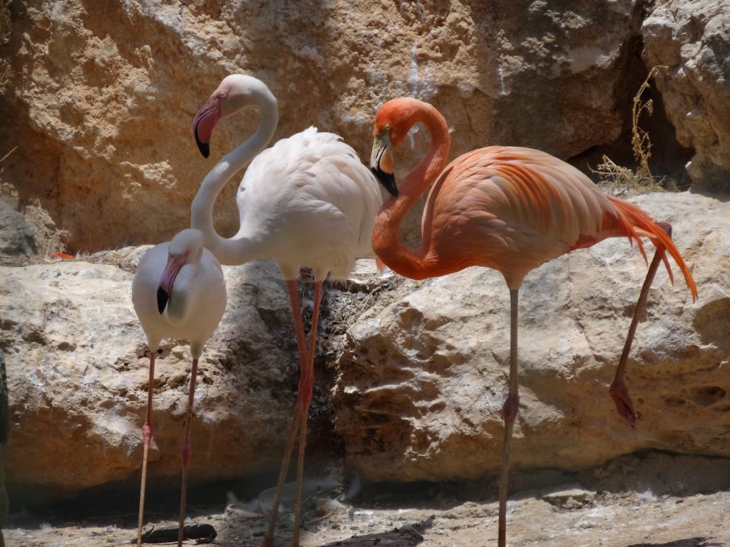 Exploring Paphos Zoo, Cyprus, Paphos, Cyprus