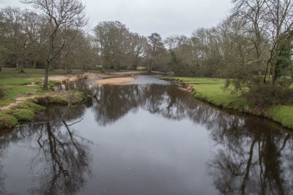 Animals First in the New Forest Village of Brockenhurst, Brockenhurst ...