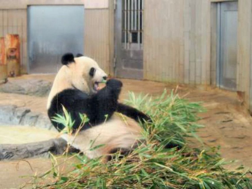 All About the Giant Panda Family in Ueno Zoo, Tokyo, Tokyo, Japan