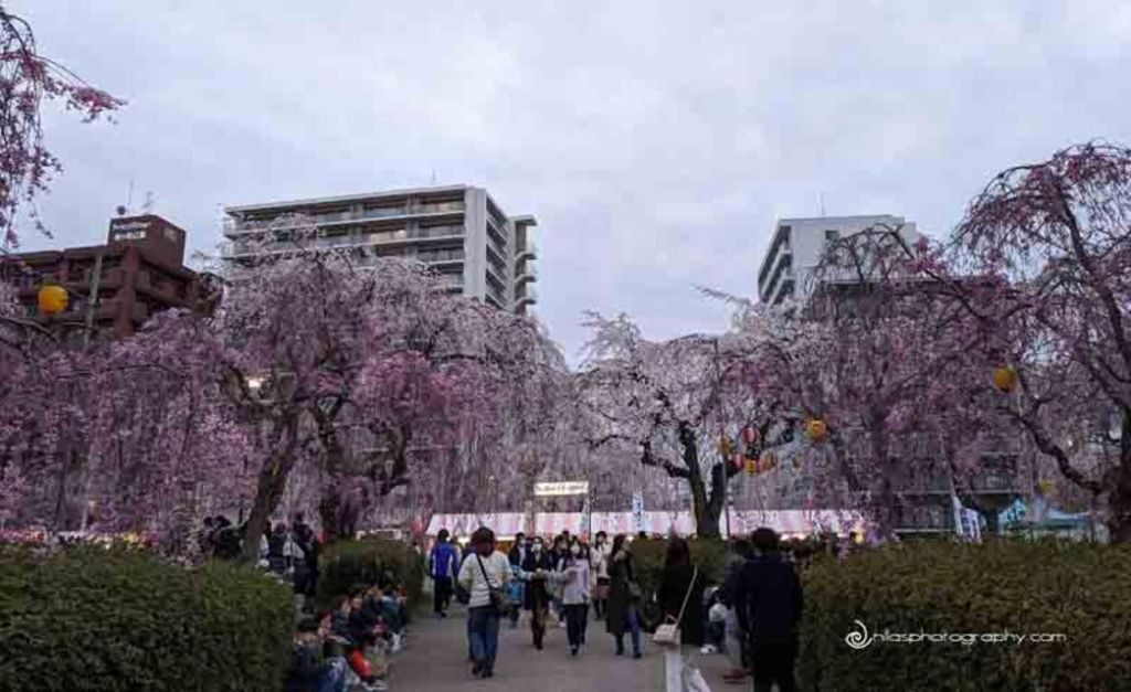 Sendai, Japan: The City of Trees, Sendai, Japan