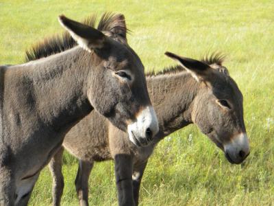 American Fondouk, Fes