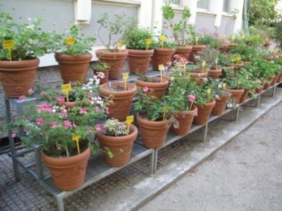 Orto botanico Pietro Castelli (Pietro Castelli Botanical Garden), Messina