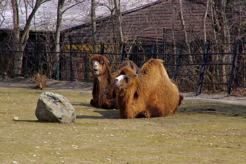 Prague Zoo, Prague