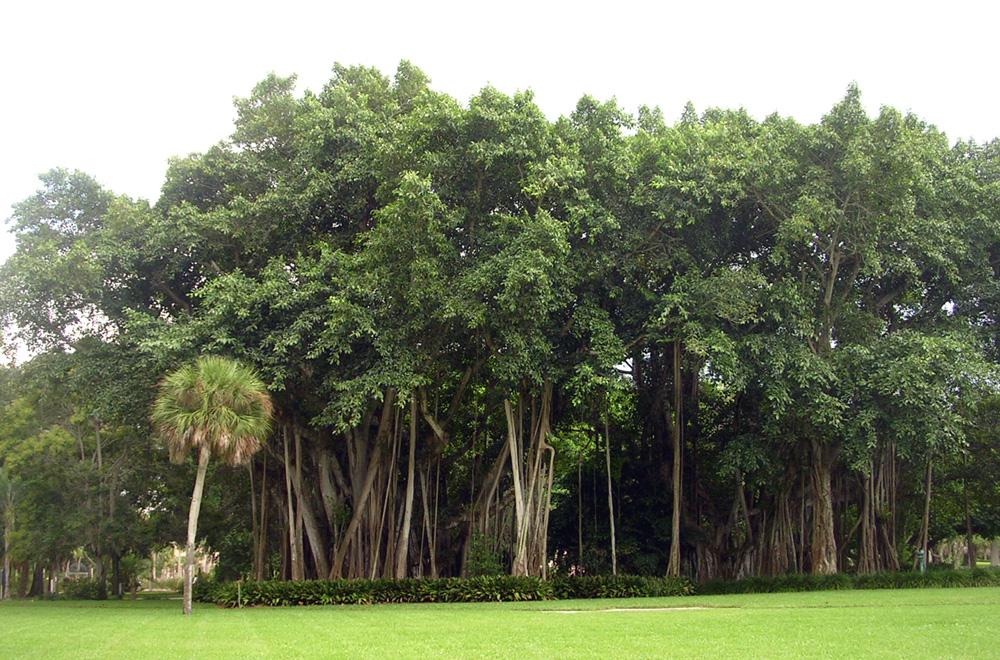 Bayfront Gardens, Sarasota