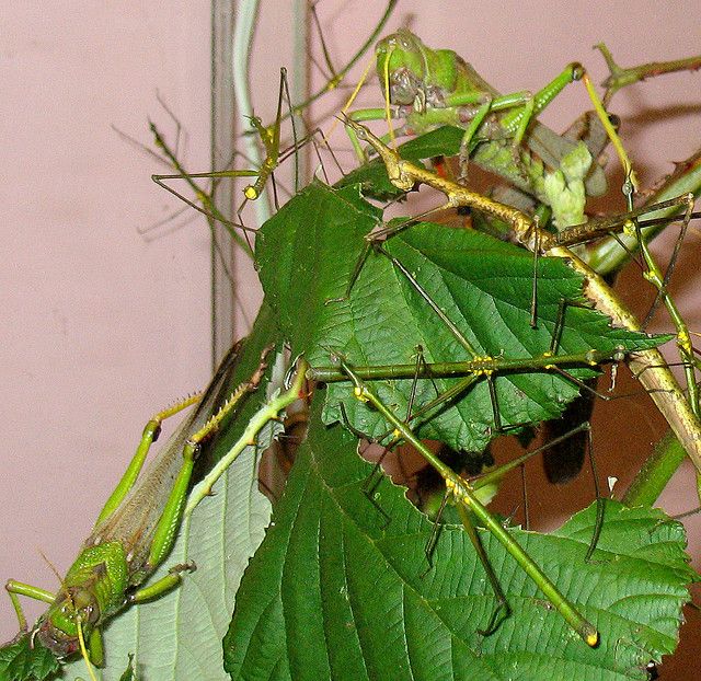 Victoria Bug Zoo, Victoria