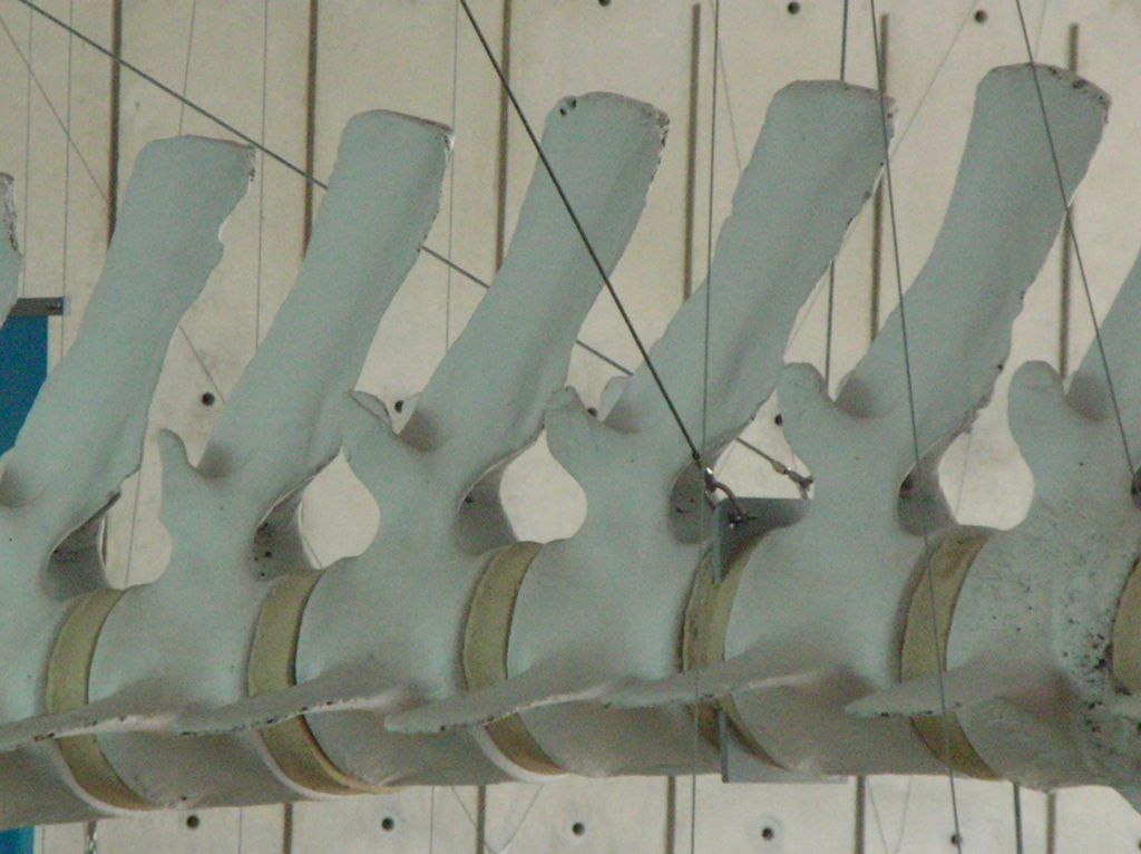 Zoological Museum, Naples