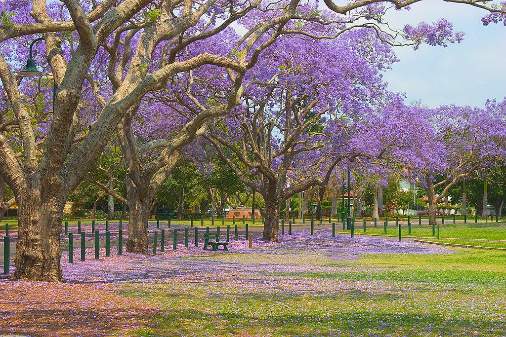 New Farm Park, Brisbane