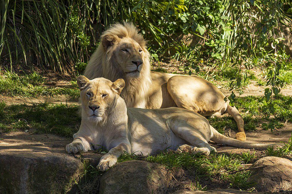 National Zoo and Aquarium, Canberra