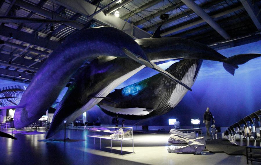 Whales of Iceland Exhibition, Reykjavik