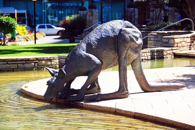 Kangaroos in The City, Perth