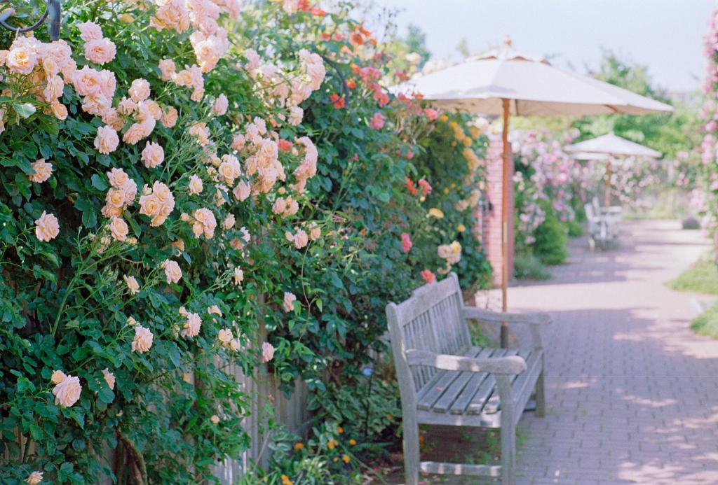 Rose Garden, Yokohama