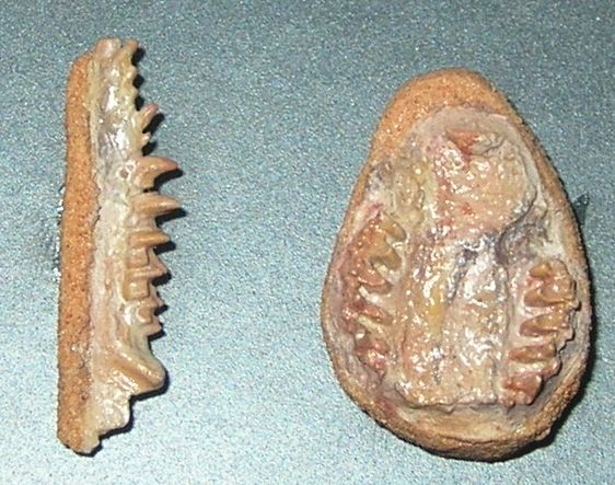 Museum of Evolution and Institute of Paleobiology, Warsaw