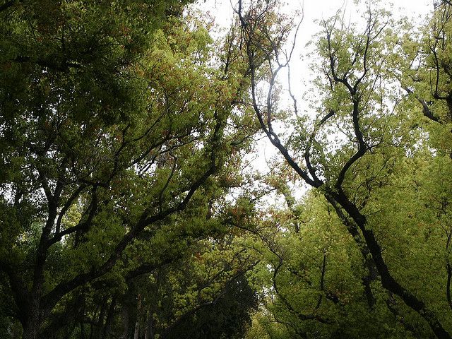 Brookside Park, Pasadena