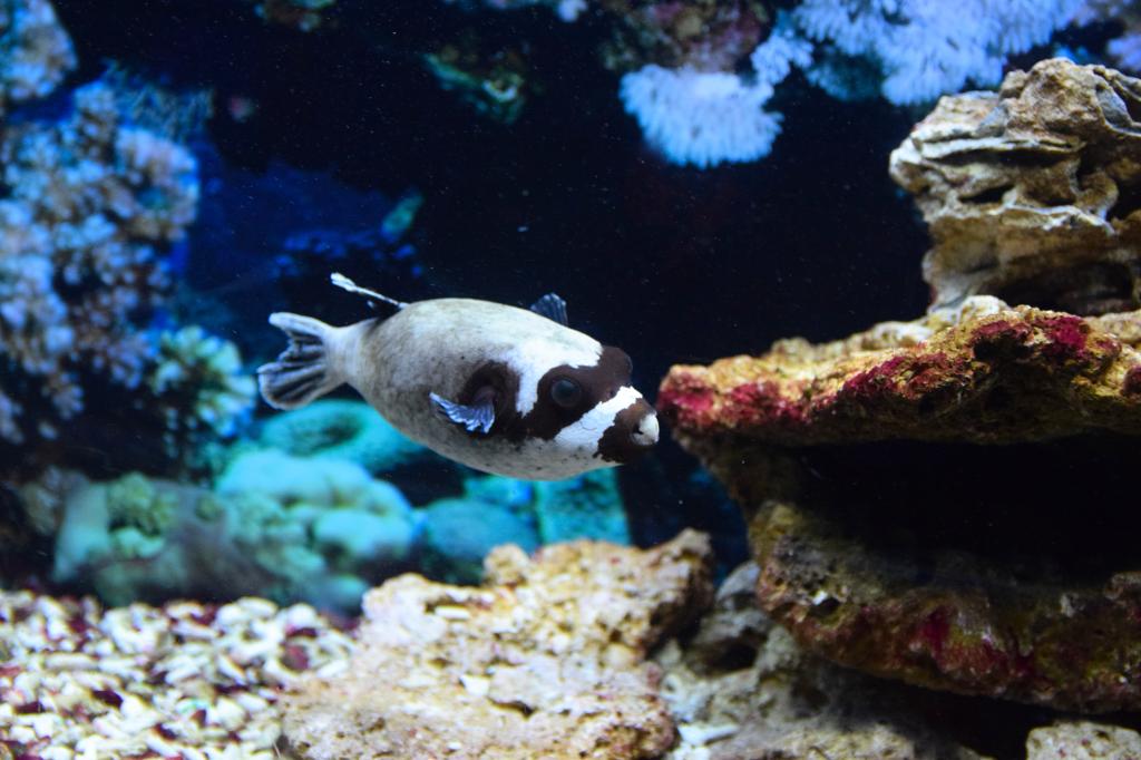 Oceanarium Lviv, Lviv