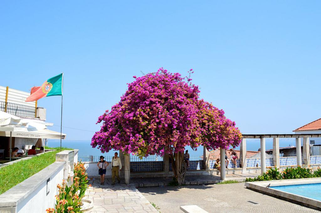 Miradouro de Santa Luzia (Santa Luzia Viewpoint), Lisbon