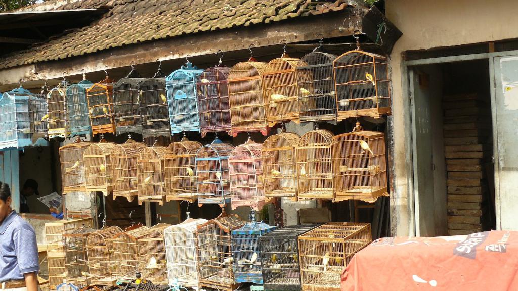 Pasar Burung (Bird Market), Denpasar