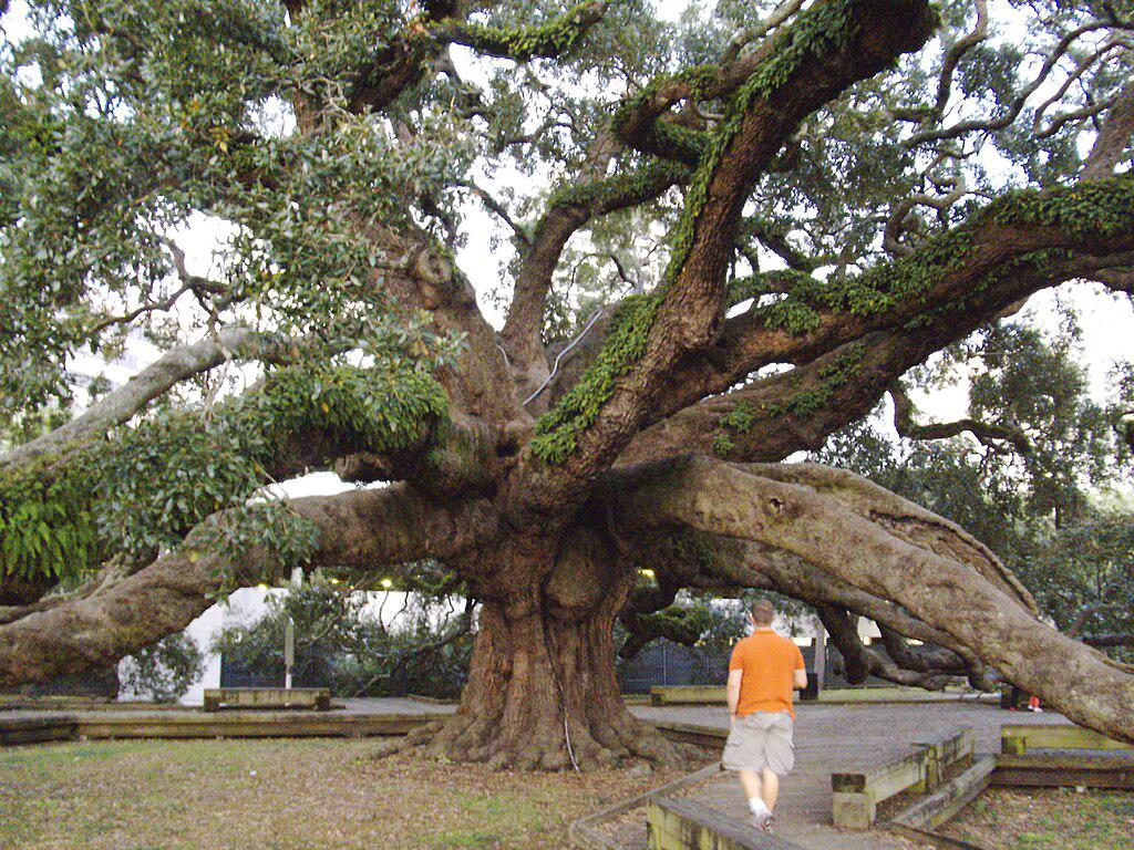 Treaty Oak, Jacksonville