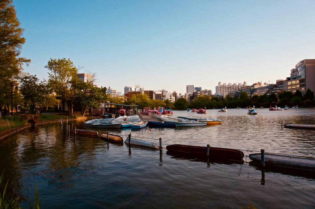 Shinobazu Pond, Tokyo