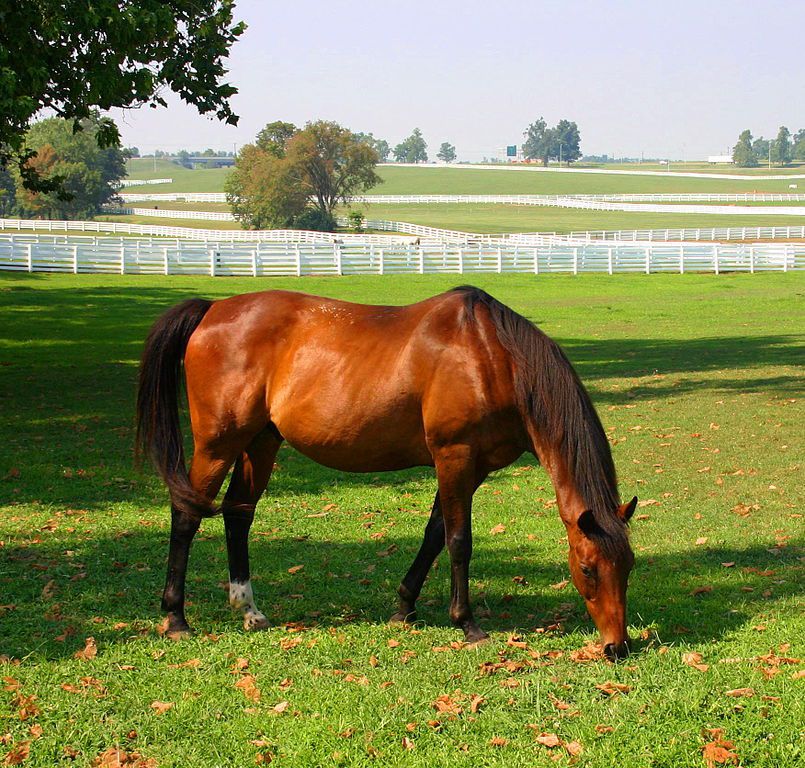 Kentucky Horse Park, Lexington