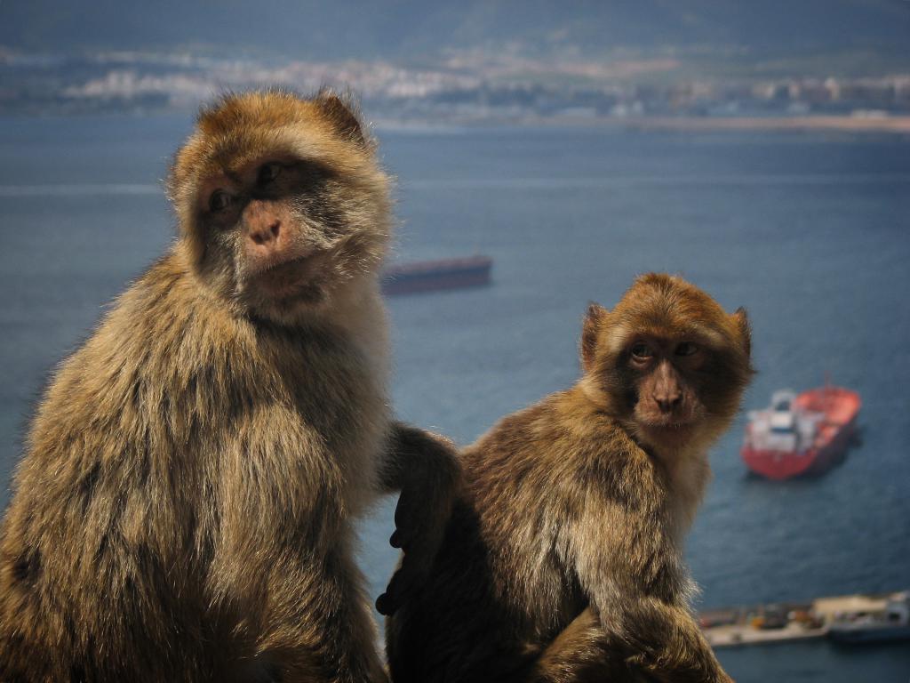 Apes' Den, Gibraltar