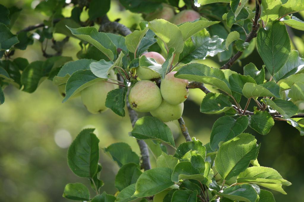 Robinette's Apple Haus & Winery, Grand Rapids