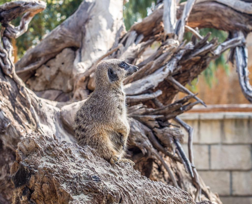 Limassol Zoo, Limassol